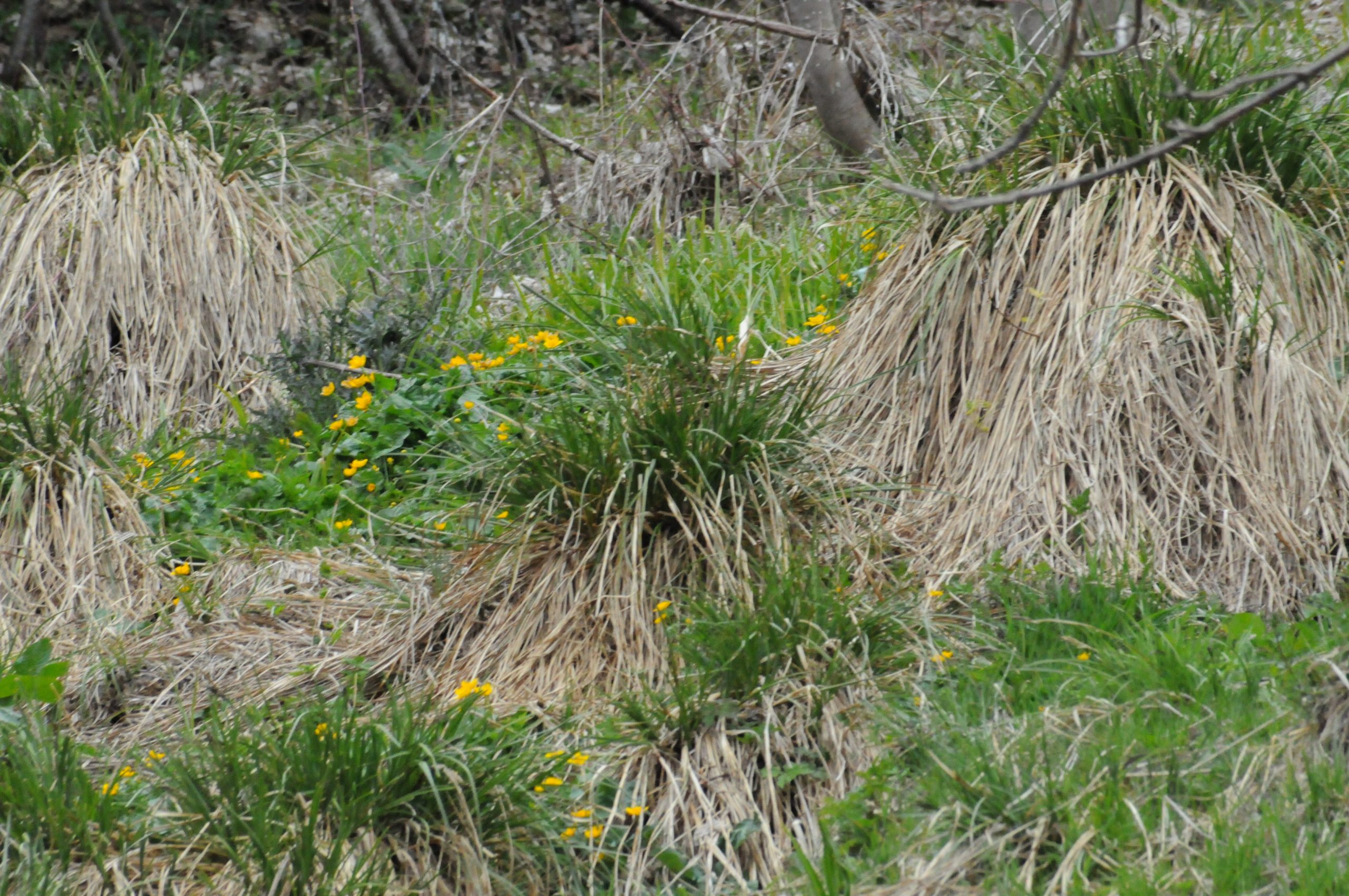 Comment apprendre à identifier les plantes sans livre : une méthode ...